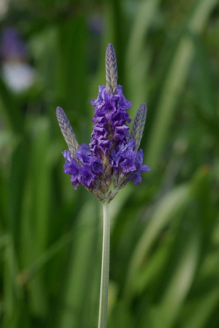 What Is Linalool? Benefits, Uses, and Where to Find It