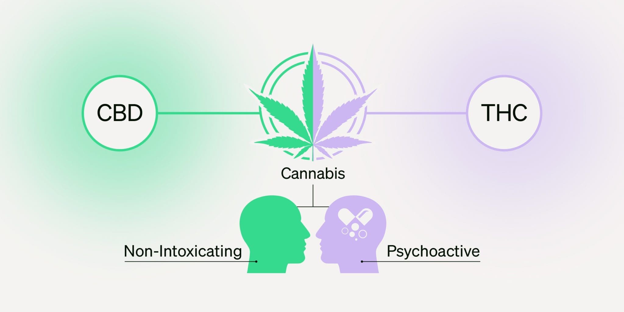 THC Crystals What They Are And How They re Made THC Crystals What They Are And How They re Made