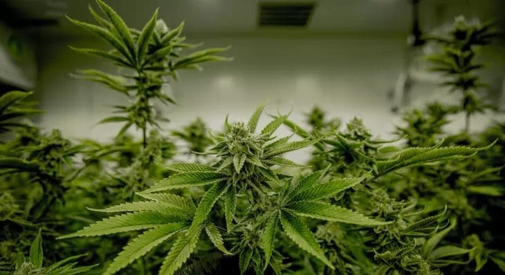 La anatomía de la planta de la marihuana