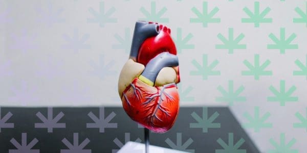How Cannabis Can Positively Impact Heart Health how-cannabis-can-positively-impact-heart-health
