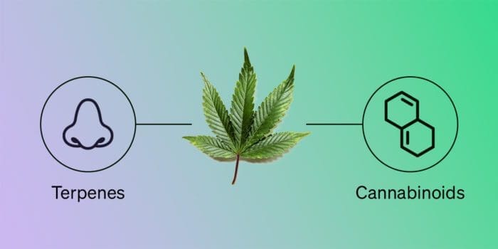 Terpenes vs. Terpenoids: Differences and Similarities