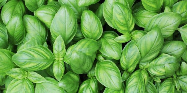 What Is Fenchol? Benefits, Uses, and Risks