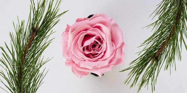 ¿Qué es el guaiol? Beneficios, usos y riesgos