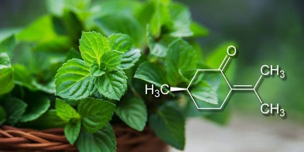 What Is Pulegone? Benefits, Uses, and Risks