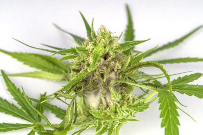 Moldy Weed: What Does Mold Look Like on Weed?