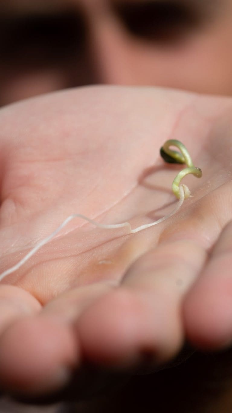 Etapa de germinación del cannabis