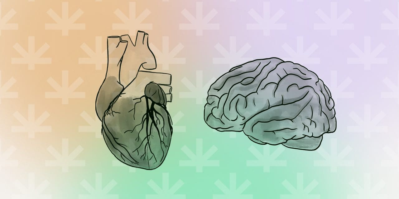 Medical Cannabis, Heart Health, and Stroke: The Pros & Cons